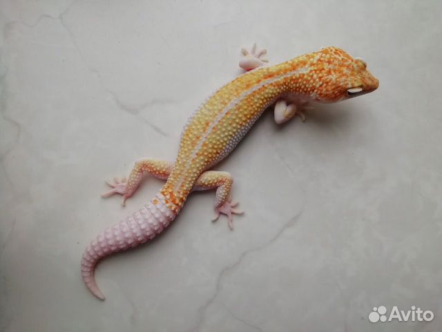 Эублефары взрослые