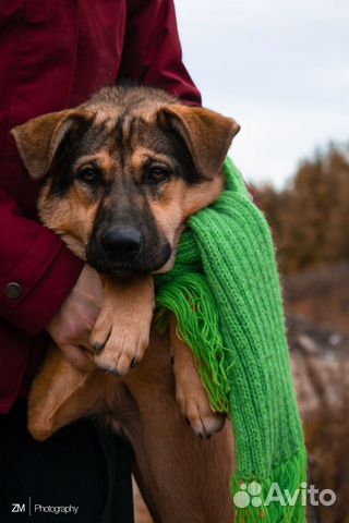 Ну очень ласковая, нежная, аккуратная собачка, 6 м
