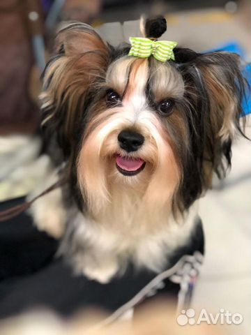 Отличный Бивер для вязки