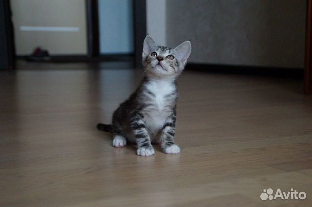 Котёнок девочка Ева, 3 мес
