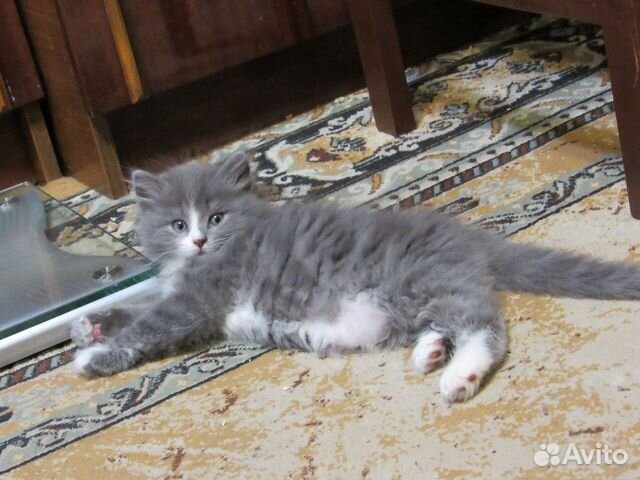 Отдадим котят в добрые руки