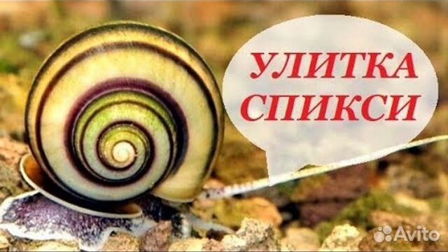 Аквариумные улитки Спикси