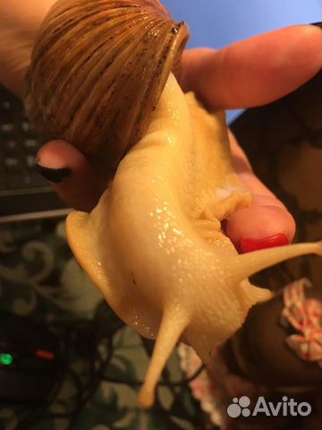 Улитка африканская ахатино-альбинос