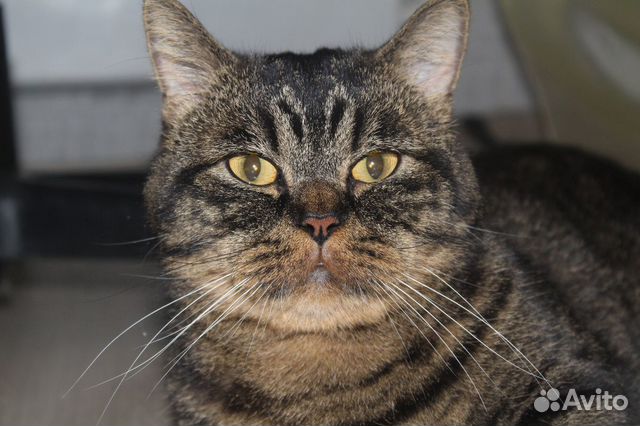 Коротколапый Дарси