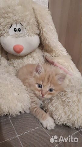 Сибирский котенок Перс персивого окраса 2мес