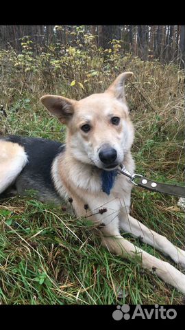 Волшебная девочка, 8 мес, стерилизованная