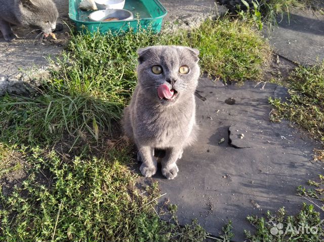 Продам котёнка