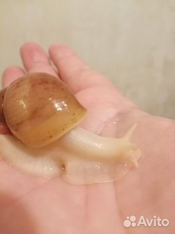 Улитка ахатин альбинос