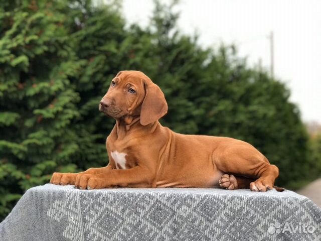 Девочка красотка родезийский риджбек