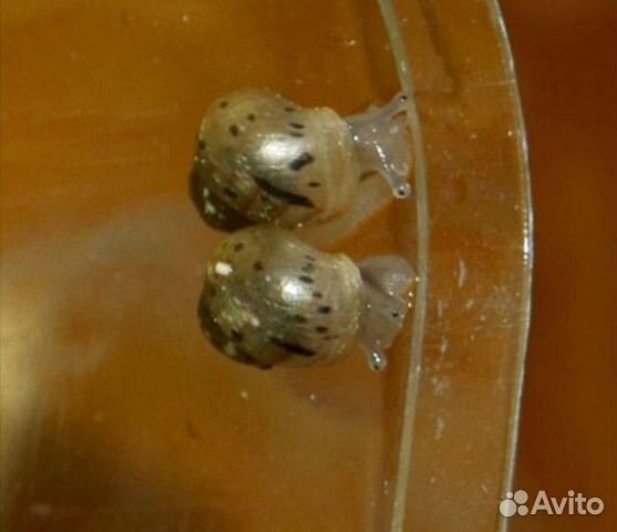 Улитки Ахатины