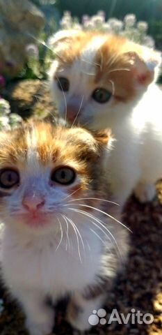 Шотландские Вислоушки