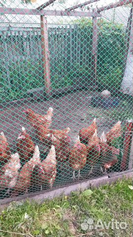 Продам несушек