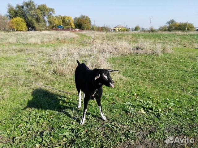 Продаётся козлик