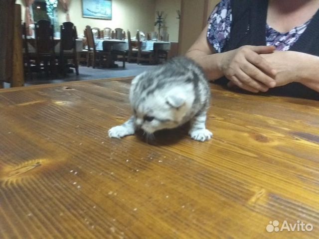 Шотландские котята