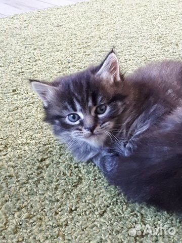 Котята Мэн кун