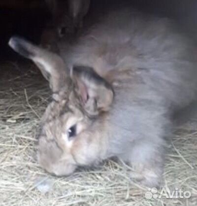 Пуховые крольчата