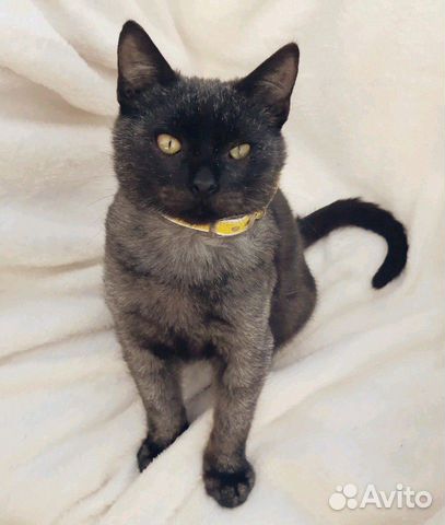 Котёнок шиншилла ищет дом и семью