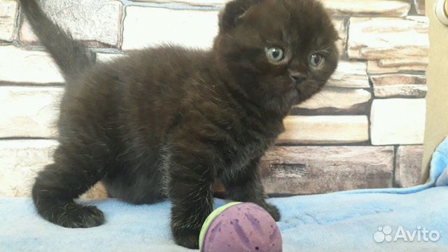 Шотландские котятки