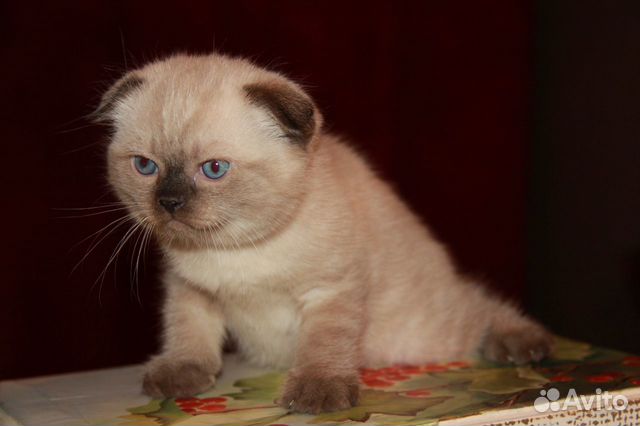 Котенок скоттиш-фолд