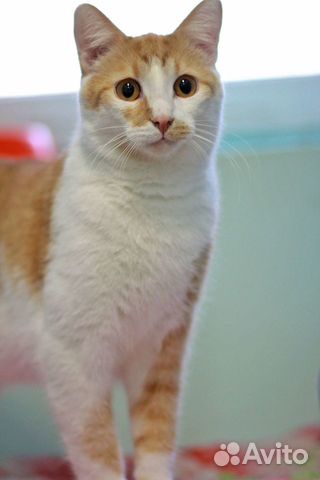 Солнечный котик Антошка ищет дом