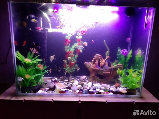 Аквариум, грот, камни, ракушки, растения