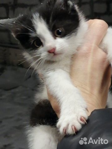 Котёнок
