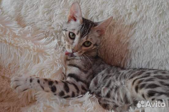 Расписная красота