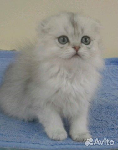 Котик вислоухий шиншилловый