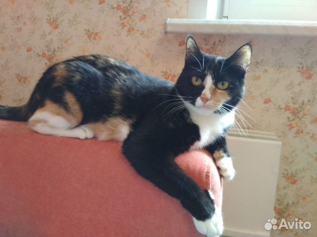 Кошечка красавица