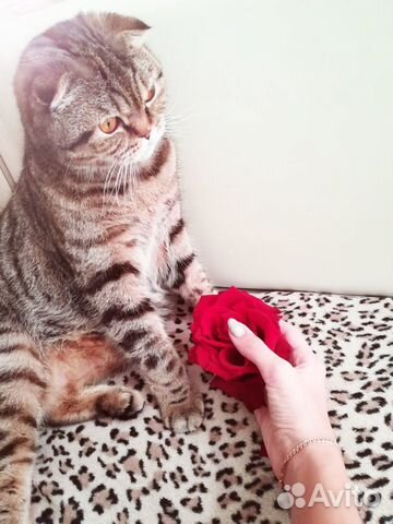 Котик шотландец-веслоухий