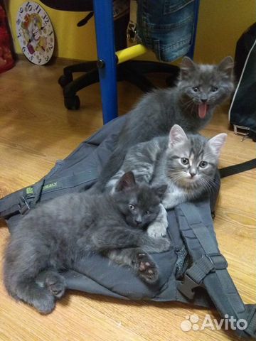 Котята благородной "дворянской" породы