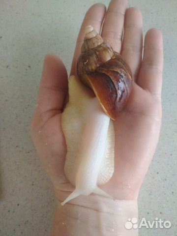 Улитка ахатины