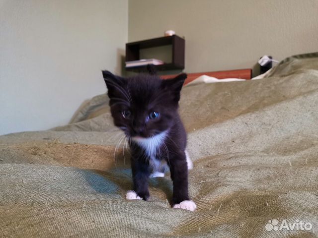 Котята и кошка