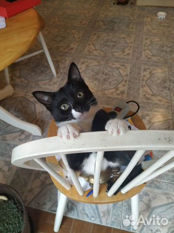 Нежная котенок-девочка, 5 мес в добрые руки