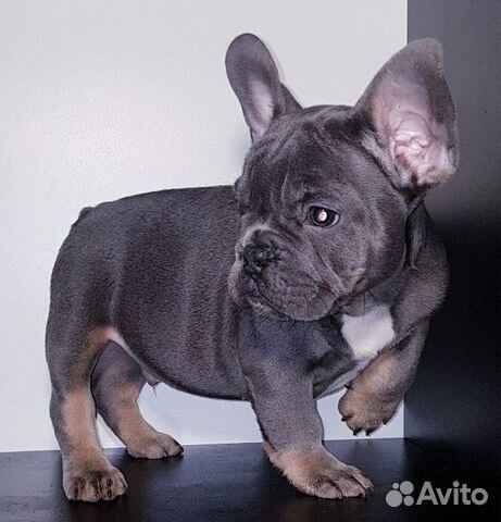 Продаются французские бульдожки