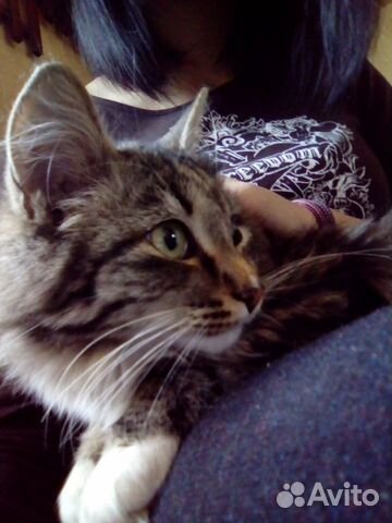Продаю сибирского кота