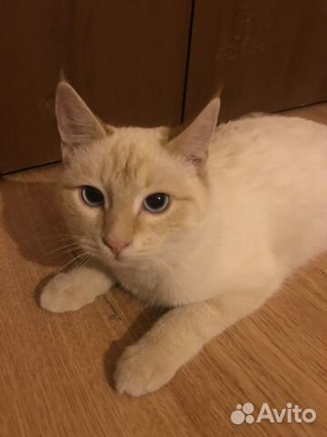Отдам кота Кокоса в добрые руки
