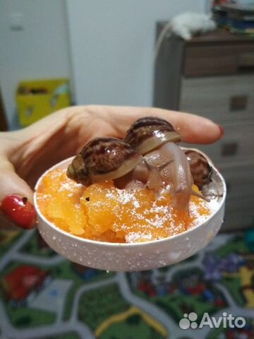 Улитки ахатины молодые