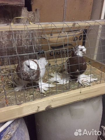 Узбекские,бакинские, персидские голуби