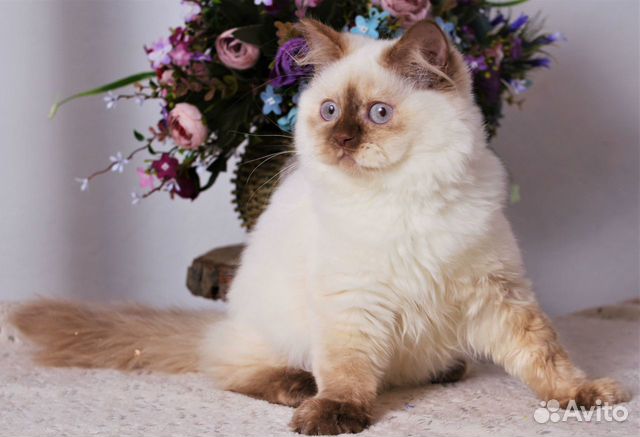 Британская черепашка