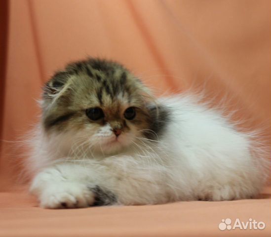 Ласковый малыш породы хайленд фолд породный