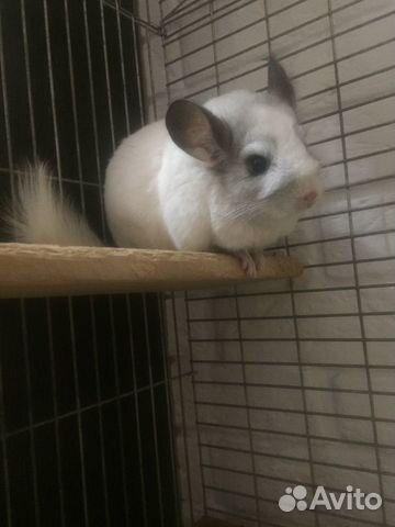 Клетка с двумя шиншиллами