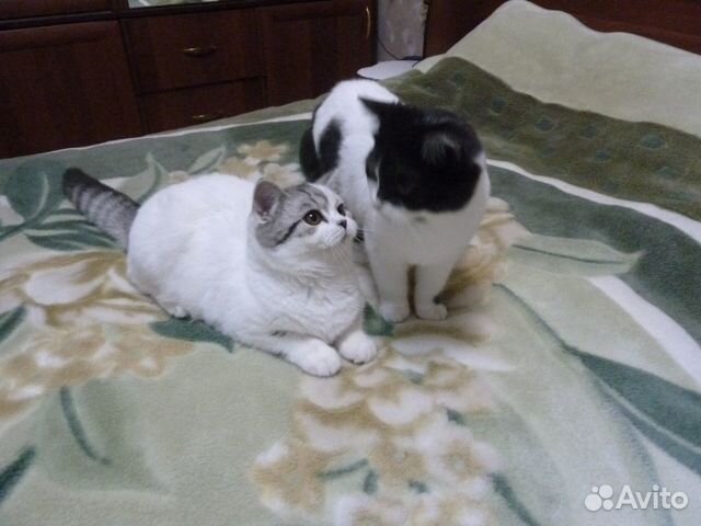 Шотландские котята