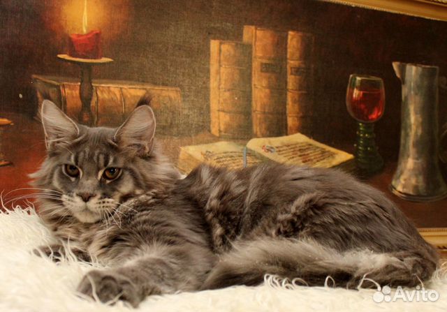 Котик с огромными кисточками