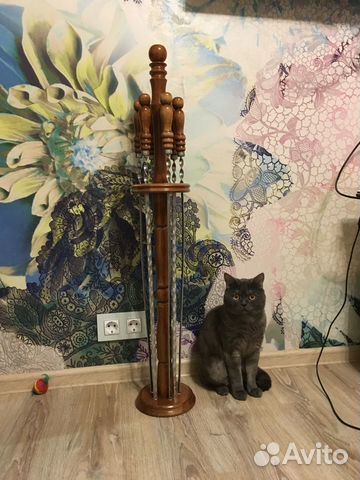 Случка вязка шотландский кот