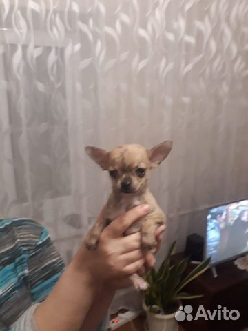 Животные