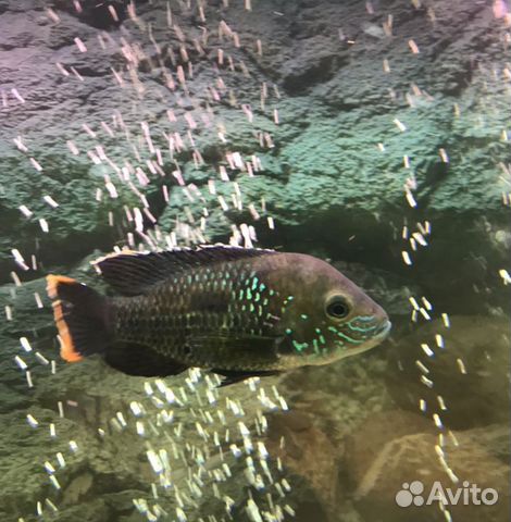 Бирюзовая акара, самец, около 12 см