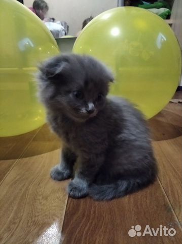 Котенок вислоухий мальчик 1 мес