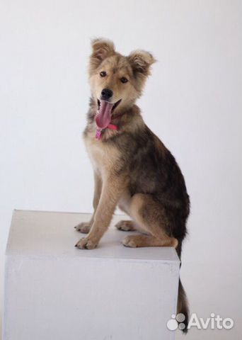 Очаровательная щенок-подросток Изи