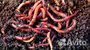 Калифорнийский червь